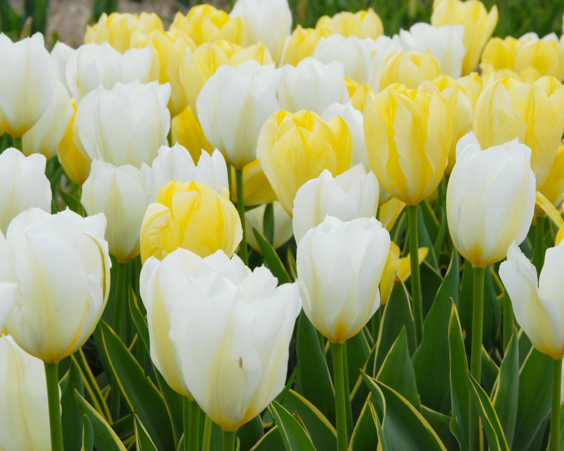 Tulip 'White Emperor' bulbs — Buy Tulip 'Purissima' online at Farmer ...