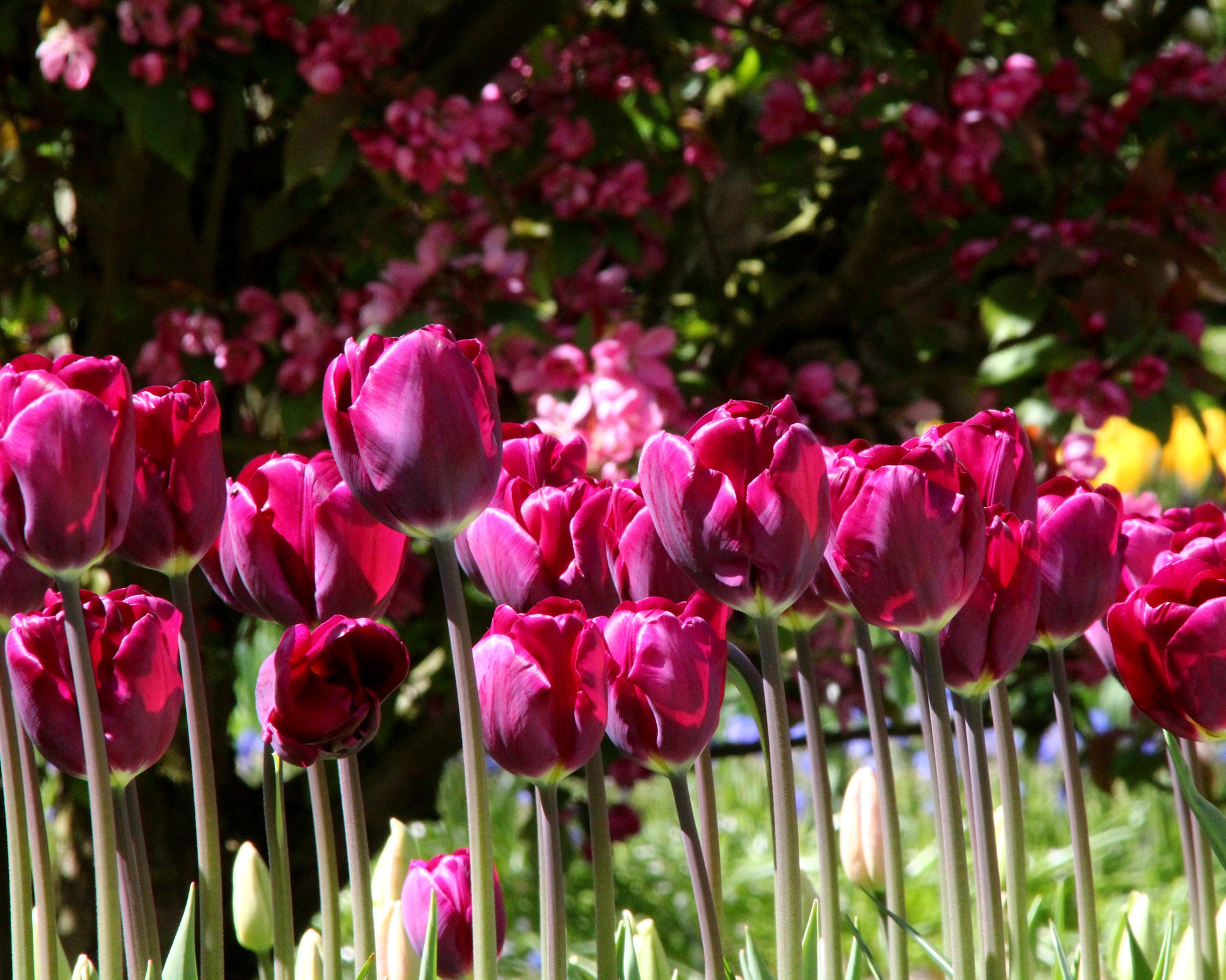 Tulip 'Purple Lady' bulbs — Buy online at Farmer Gracy UK