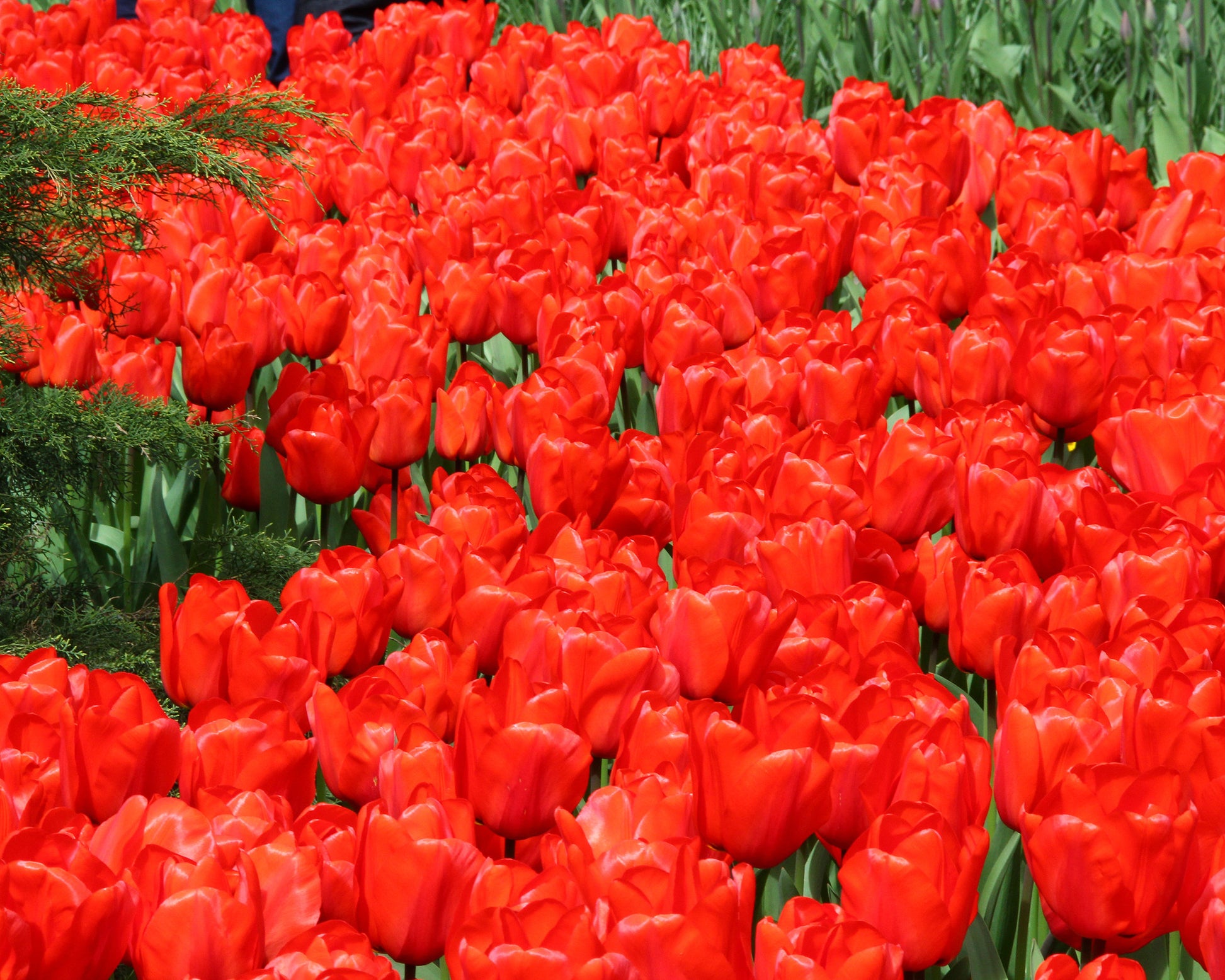 Tulip 'Red Impression' bulbs | Buy online at Farmer Gracy UK