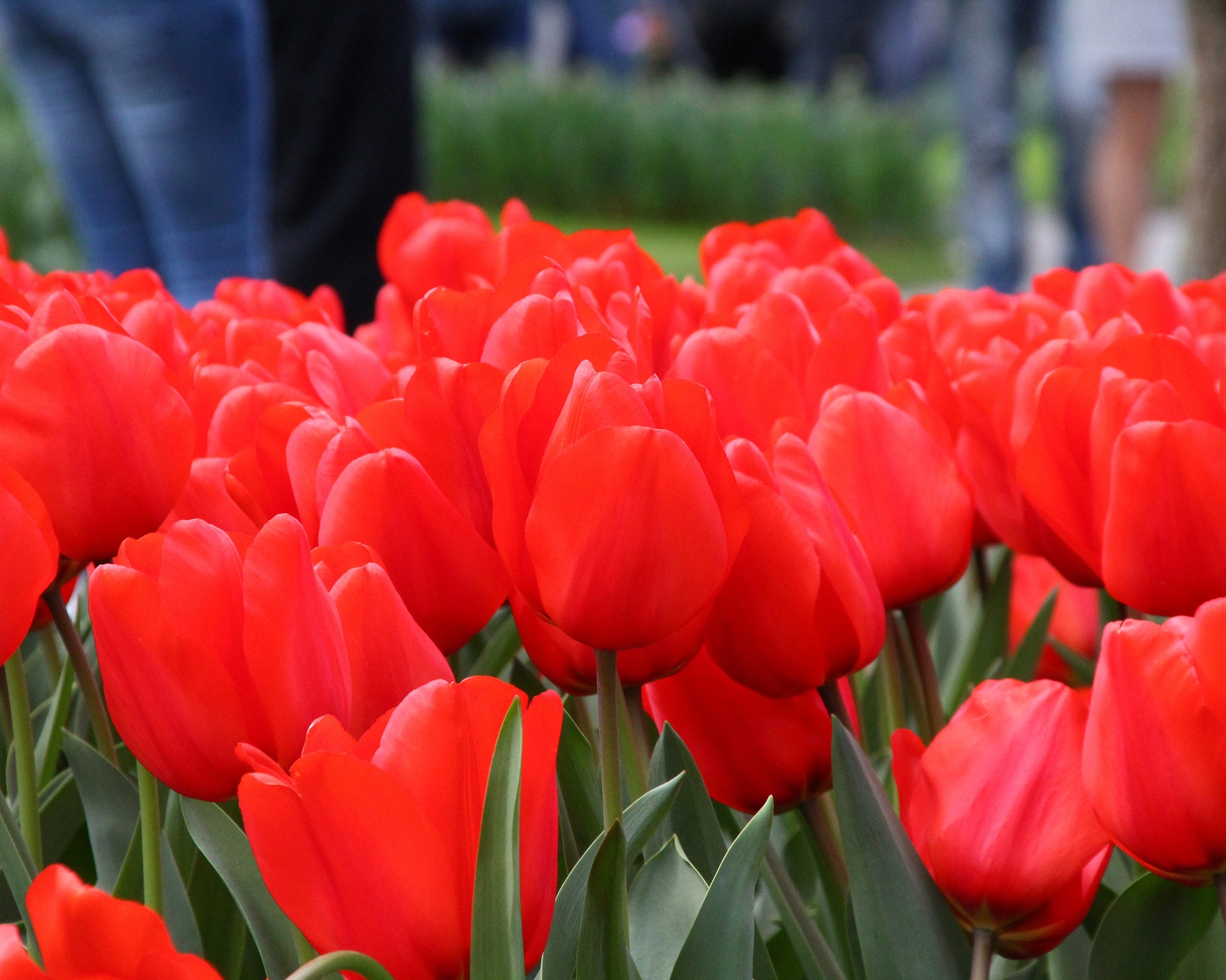 Tulip 'Red Impression' bulbs | Buy online at Farmer Gracy UK