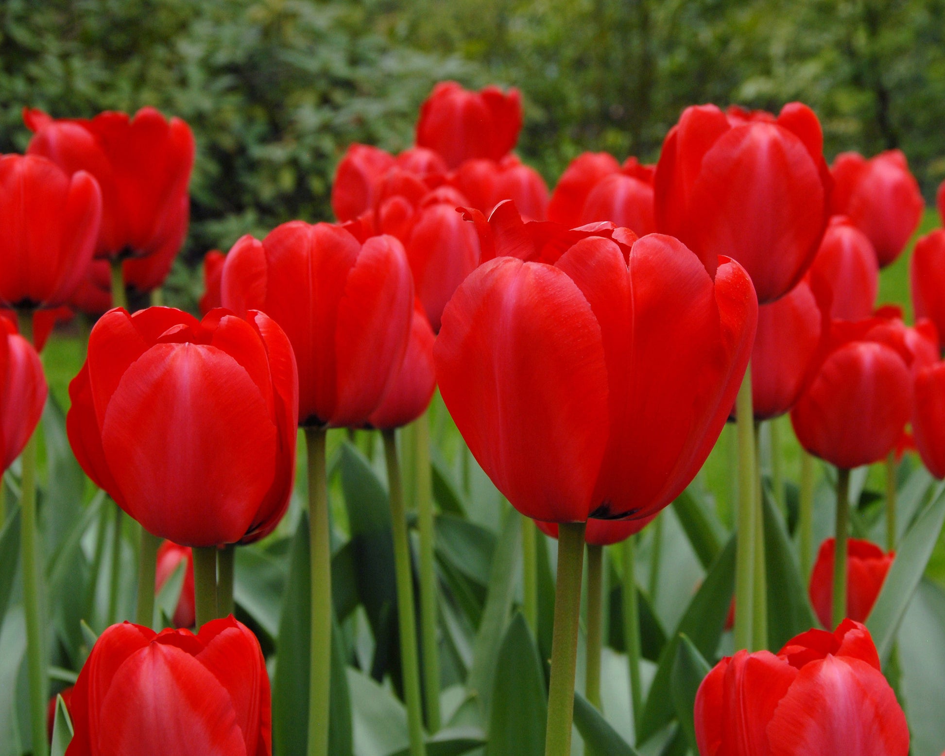 Tulip 'Red Impression' bulbs | Buy online at Farmer Gracy UK