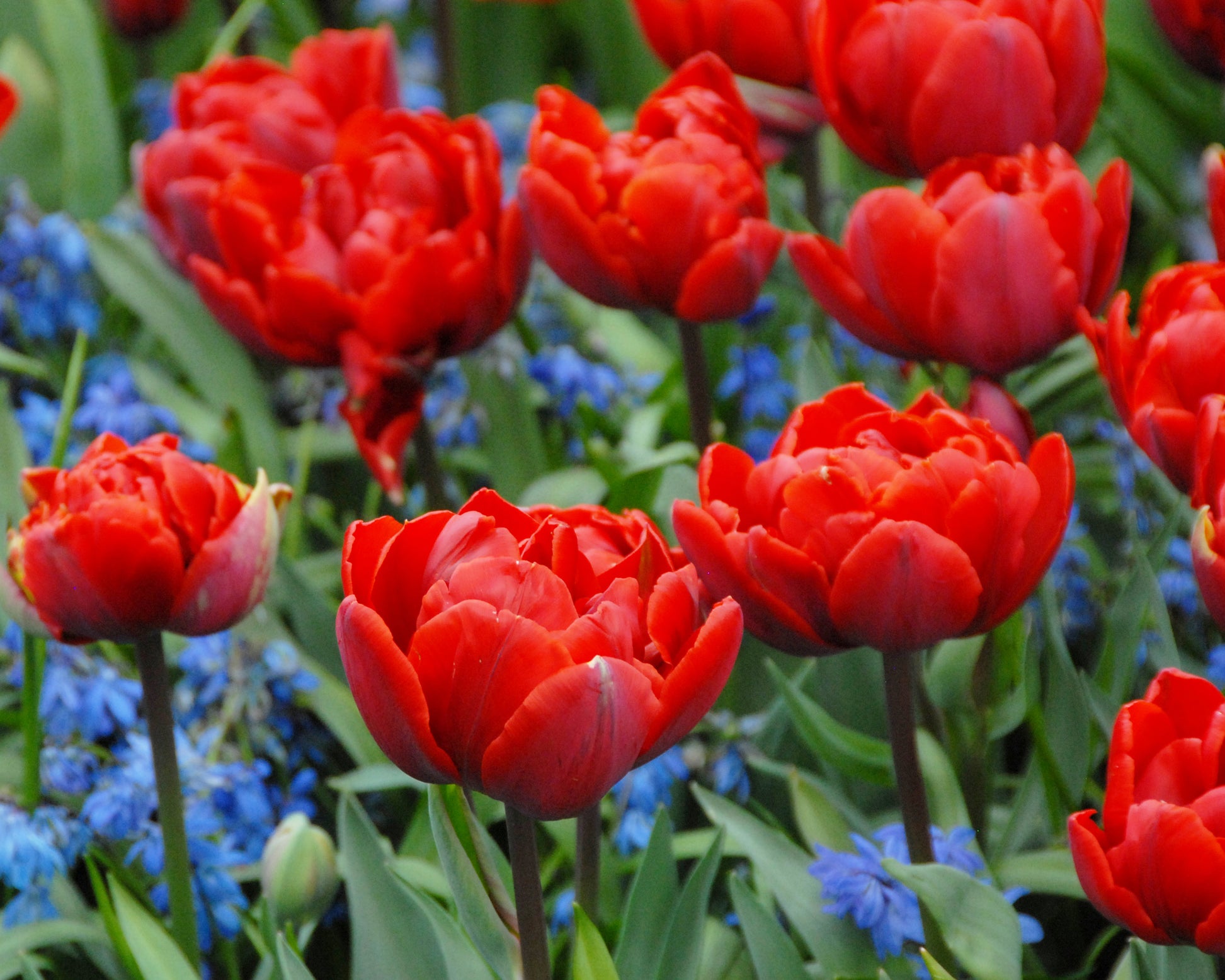 Tulip 'Red Princess' bulbs — Buy online at Farmer Gracy UK