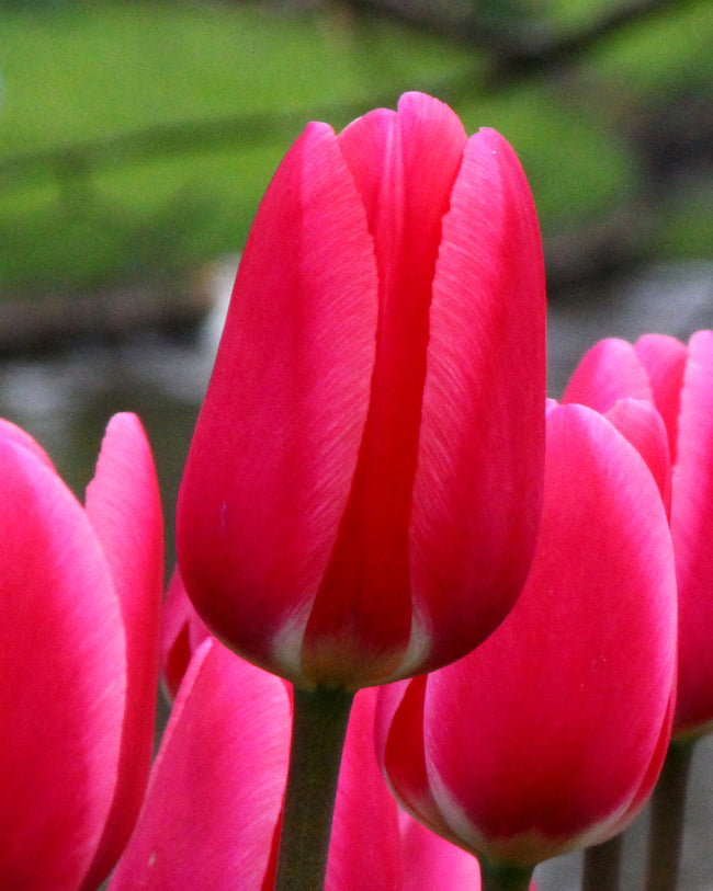 'Pride Mix' Tulip collection bulbs — Buy mixed darwin hybrid tulips ...