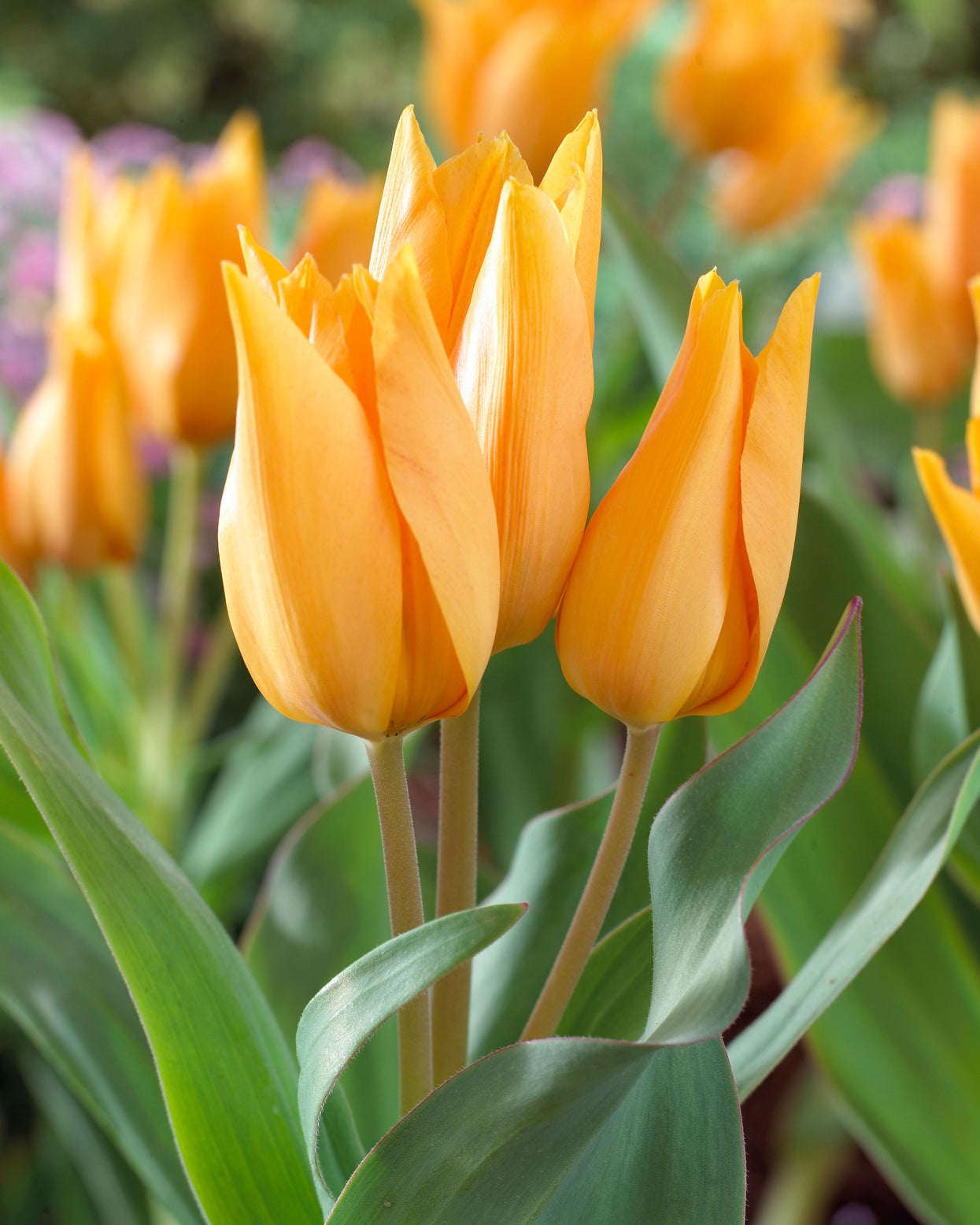 Tulipa praestans 'Shogun' bulbs — Buy wild tulips online at Farmer Gracy UK