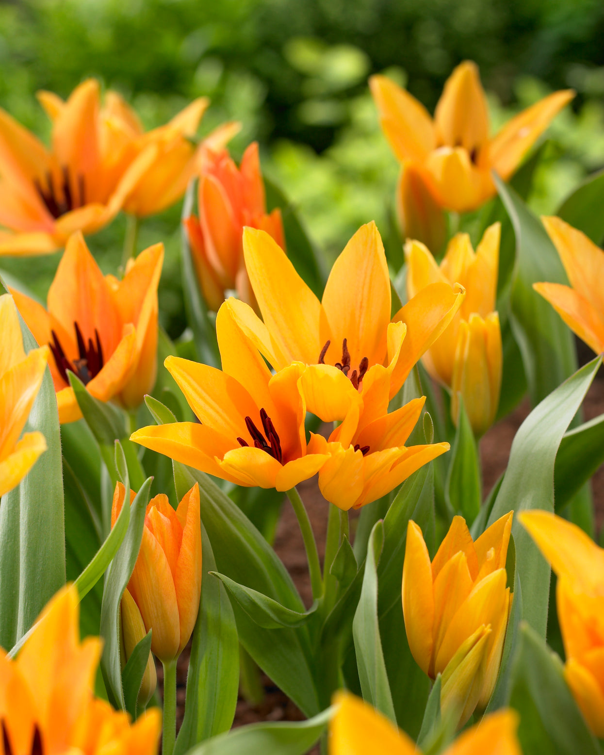 Tulipa praestans 'Shogun' bulbs — Buy wild tulips online at Farmer Gracy UK