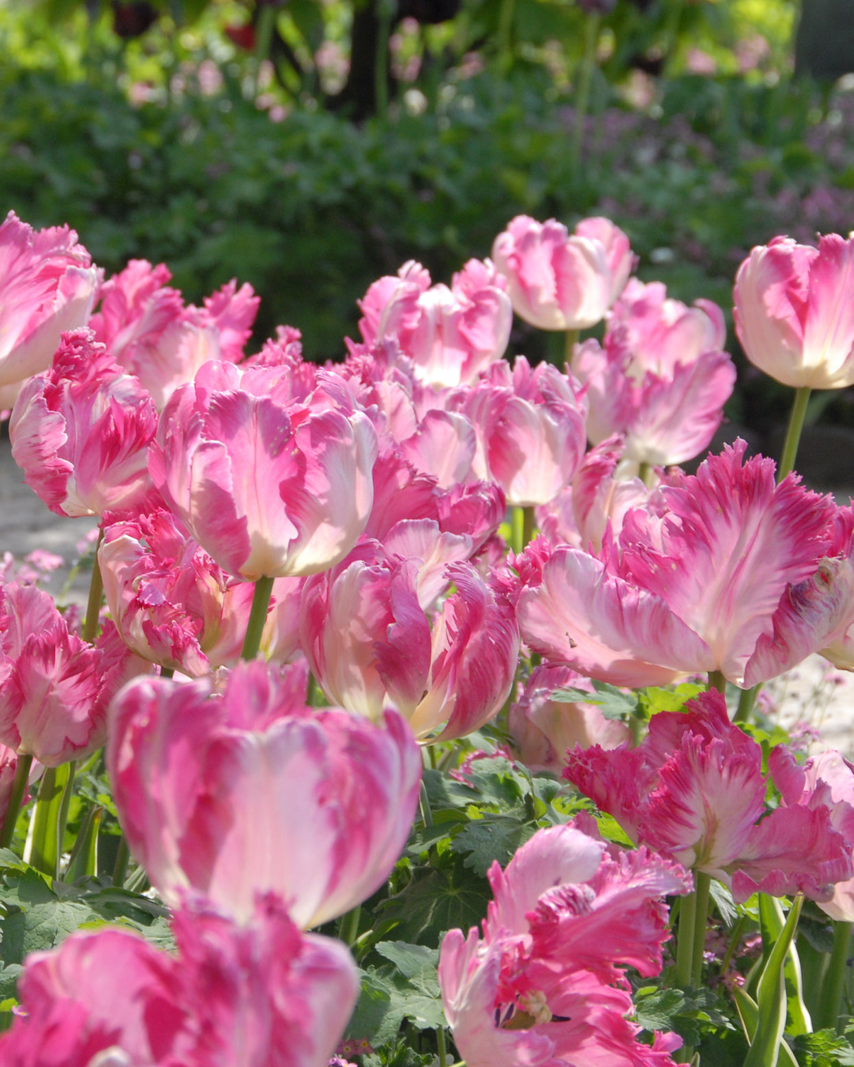 Tulip 'Silver Parrot' bulbs — Buy online at Farmer Gracy UK