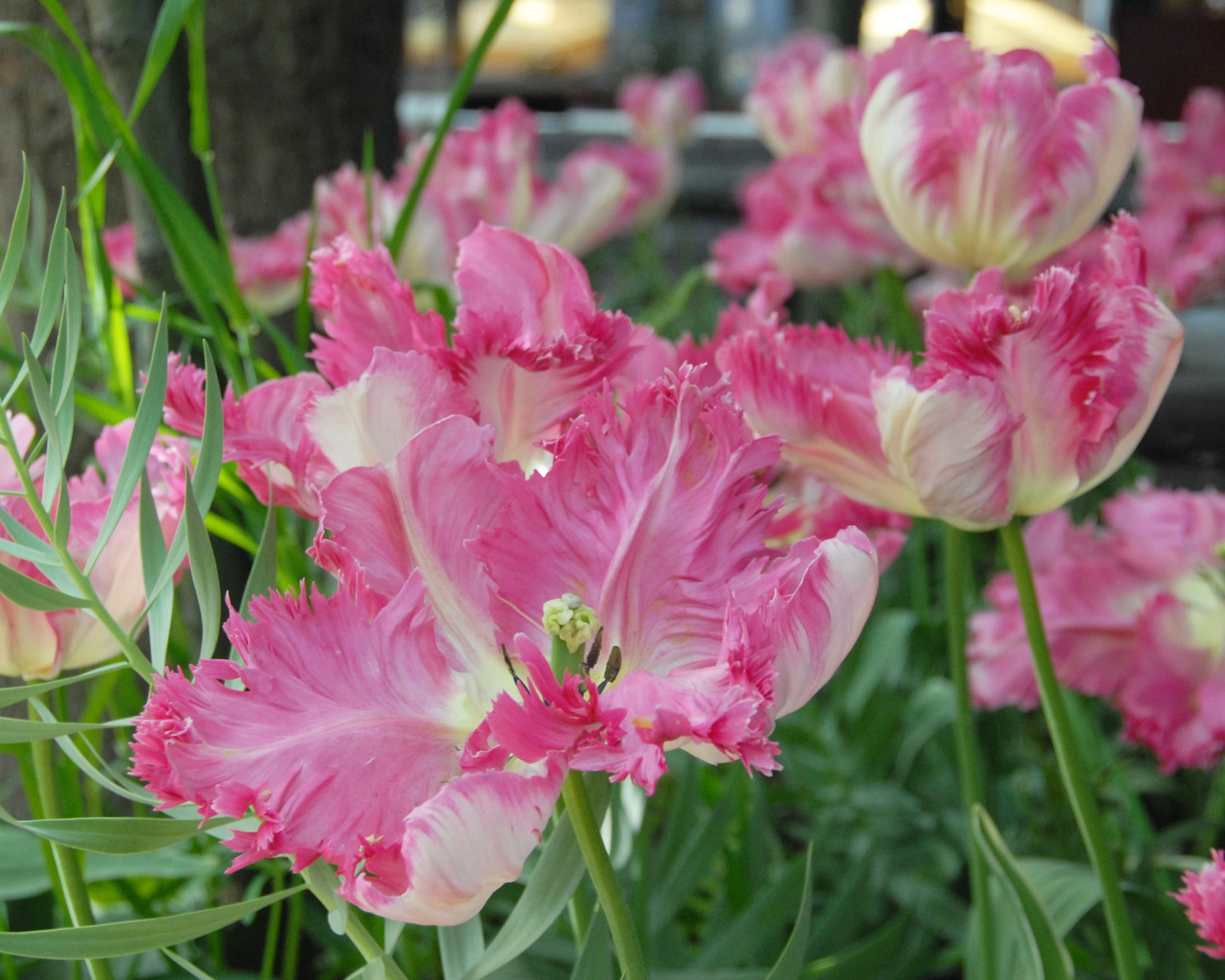 Tulip 'Silver Parrot' bulbs — Buy online at Farmer Gracy UK