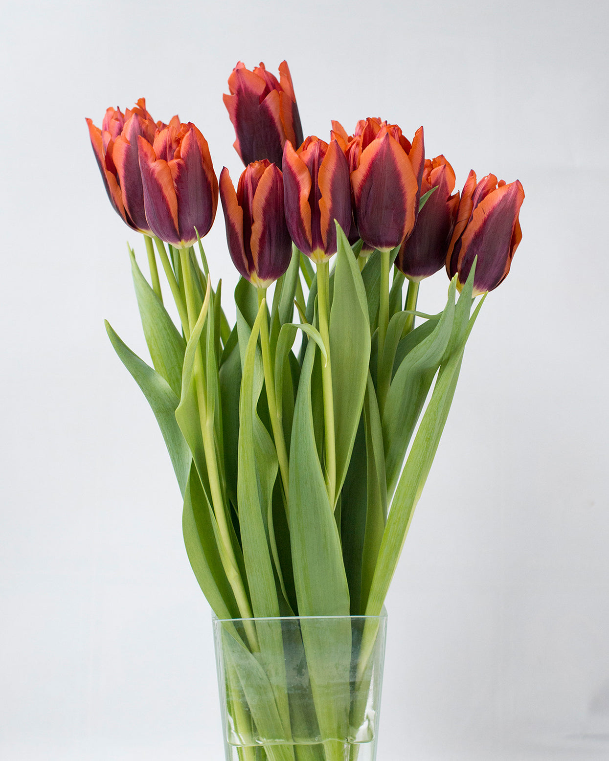 Tulip 'Slawa' (Muvota) bulbs — Buy online at Farmer Gracy UK