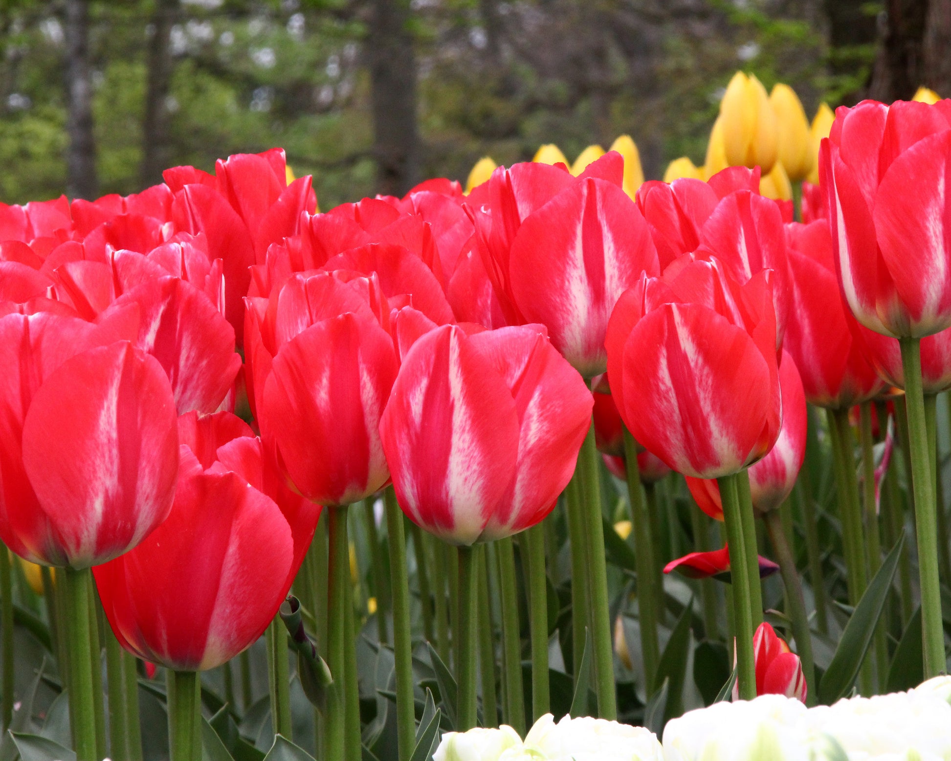 Tulip 'Spryng Break' Bulbs - Buy online at Farmer Gracy UK
