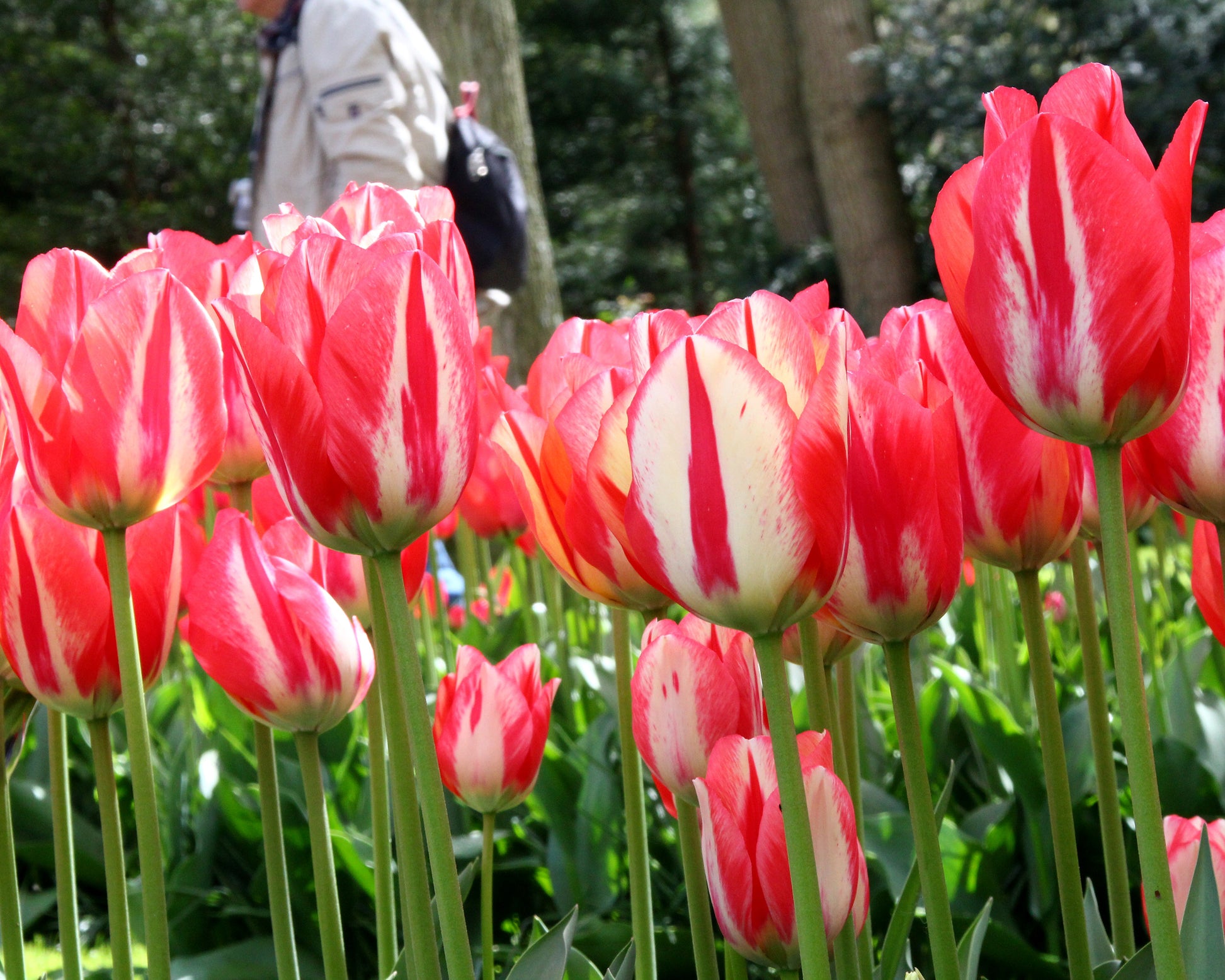 Tulip 'Spryng Break' Bulbs - Buy online at Farmer Gracy UK