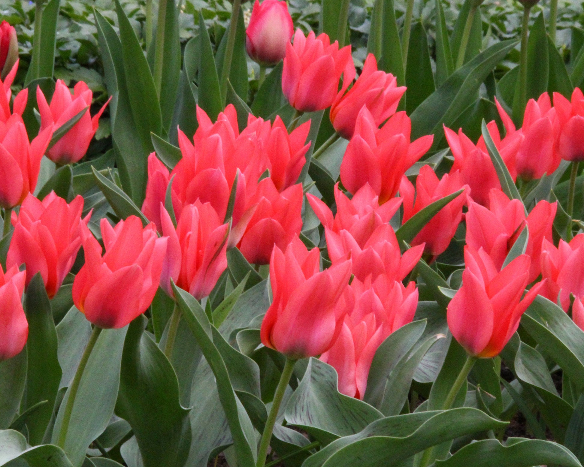 Tulip 'Toronto' Bulbs - Buy online at Farmer Gracy UK