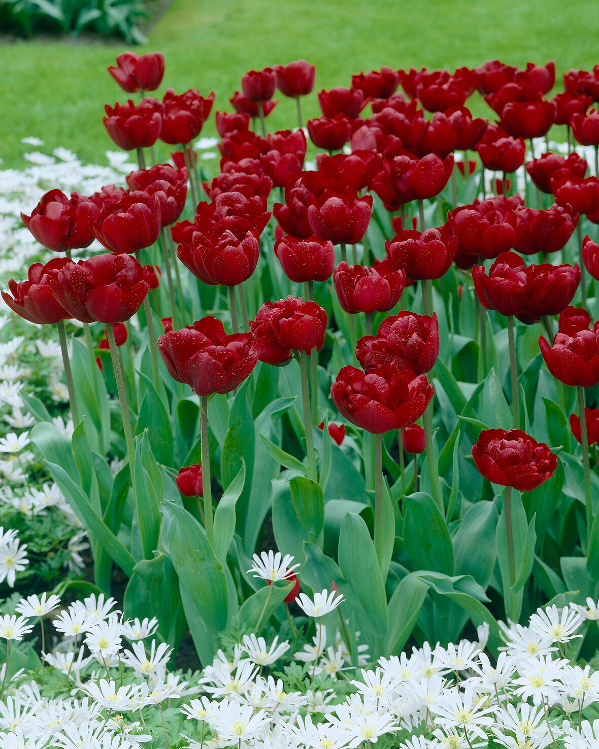 Tulip 'Uncle Tom' bulbs — Buy 'black' double tulips online at Farmer ...