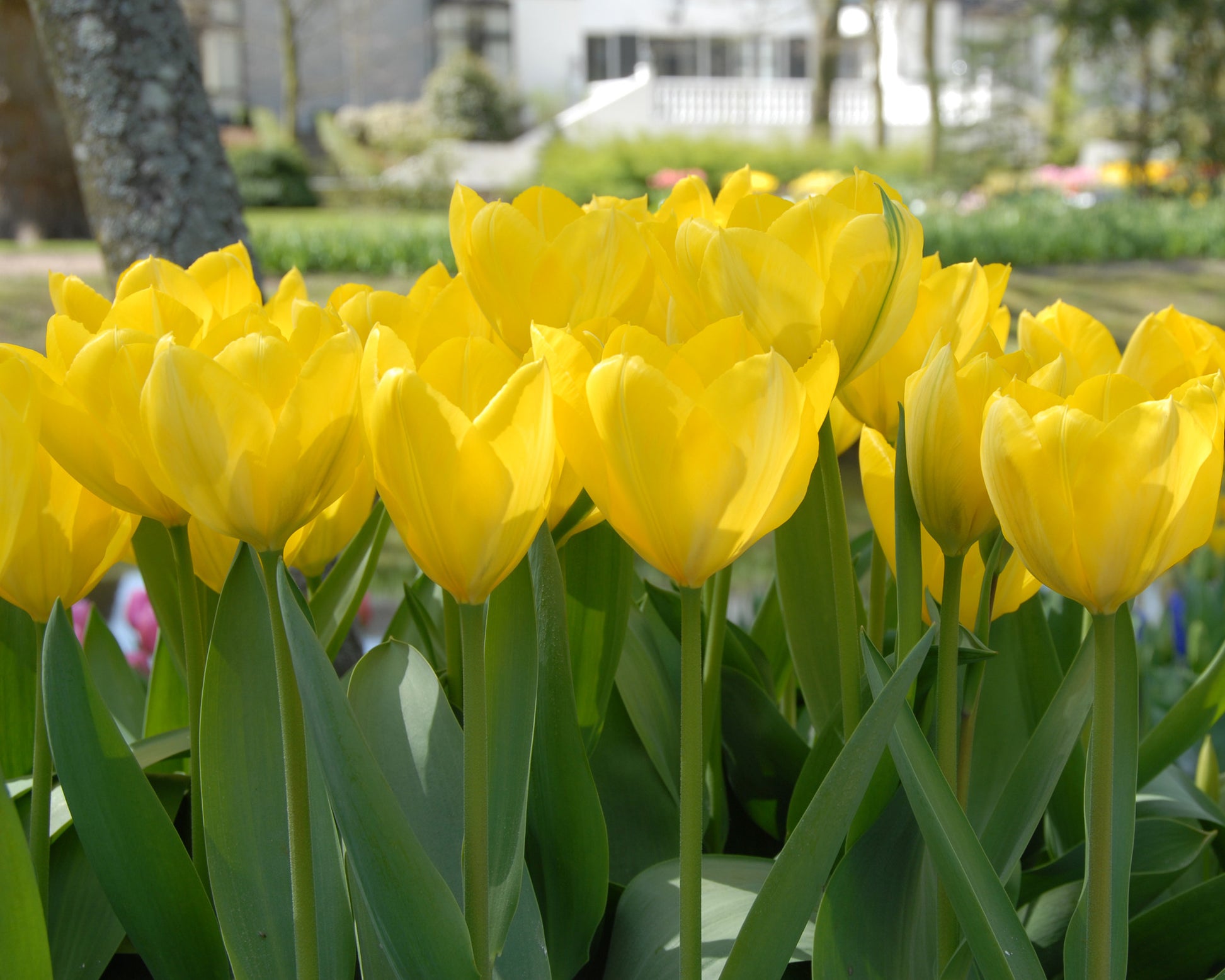 Tulip 'Yellow Emperor' bulbs | Buy online at Farmer Gracy UK