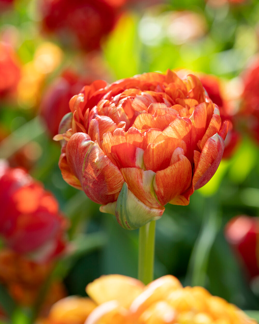 Tulip 'Gudoshnik Double' bulbs — Buy online at Farmer Gracy UK
