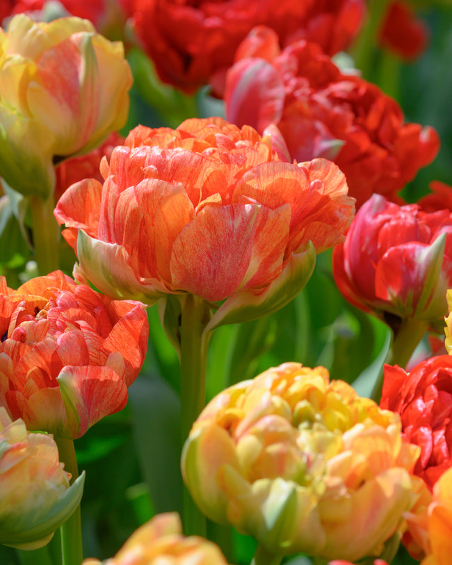 Tulip 'Rococo Double' bulbs — Buy online at Farmer Gracy UK