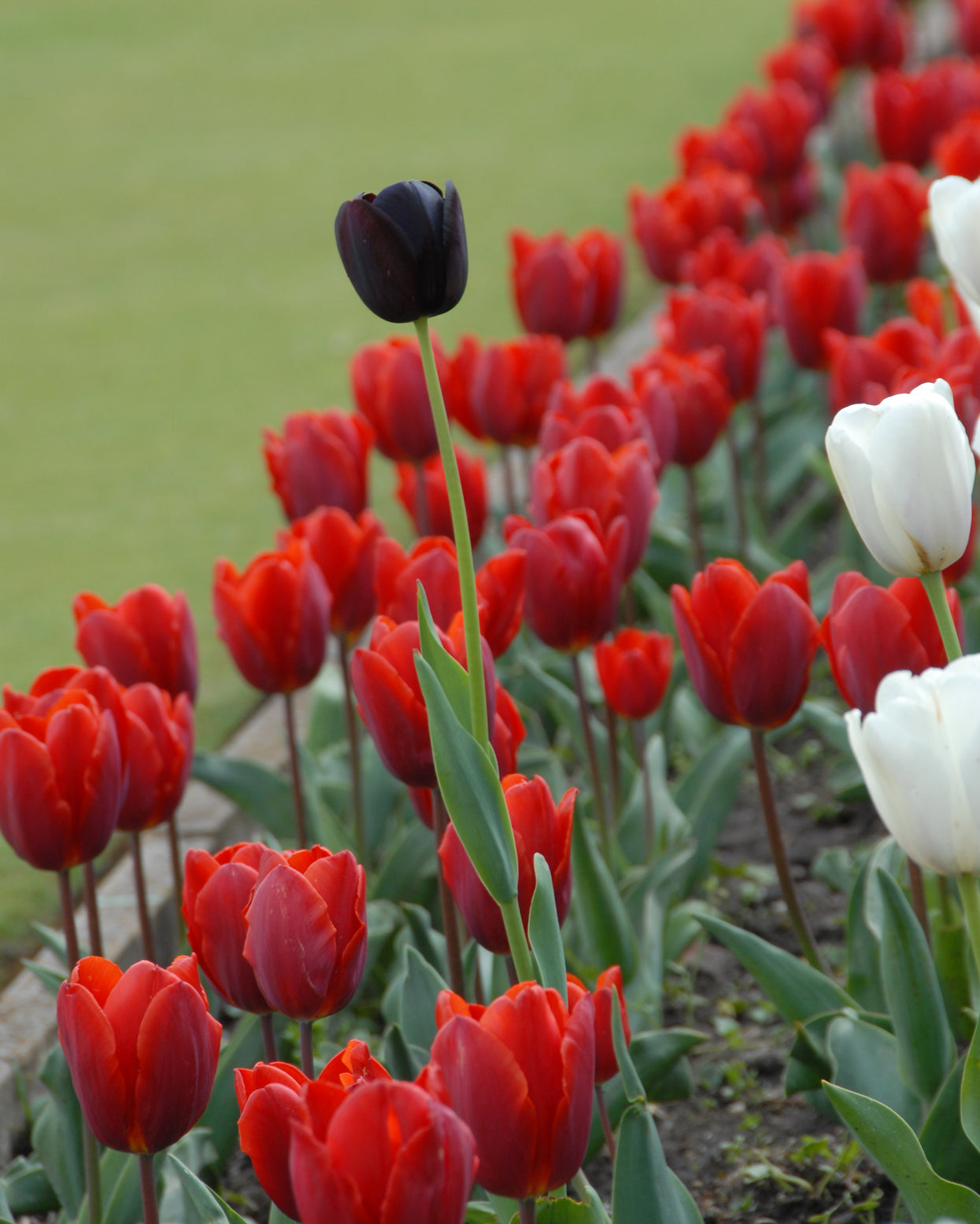 Tulip 'Couleur Cardinal' bulbs | Buy online at Farmer Gracy UK