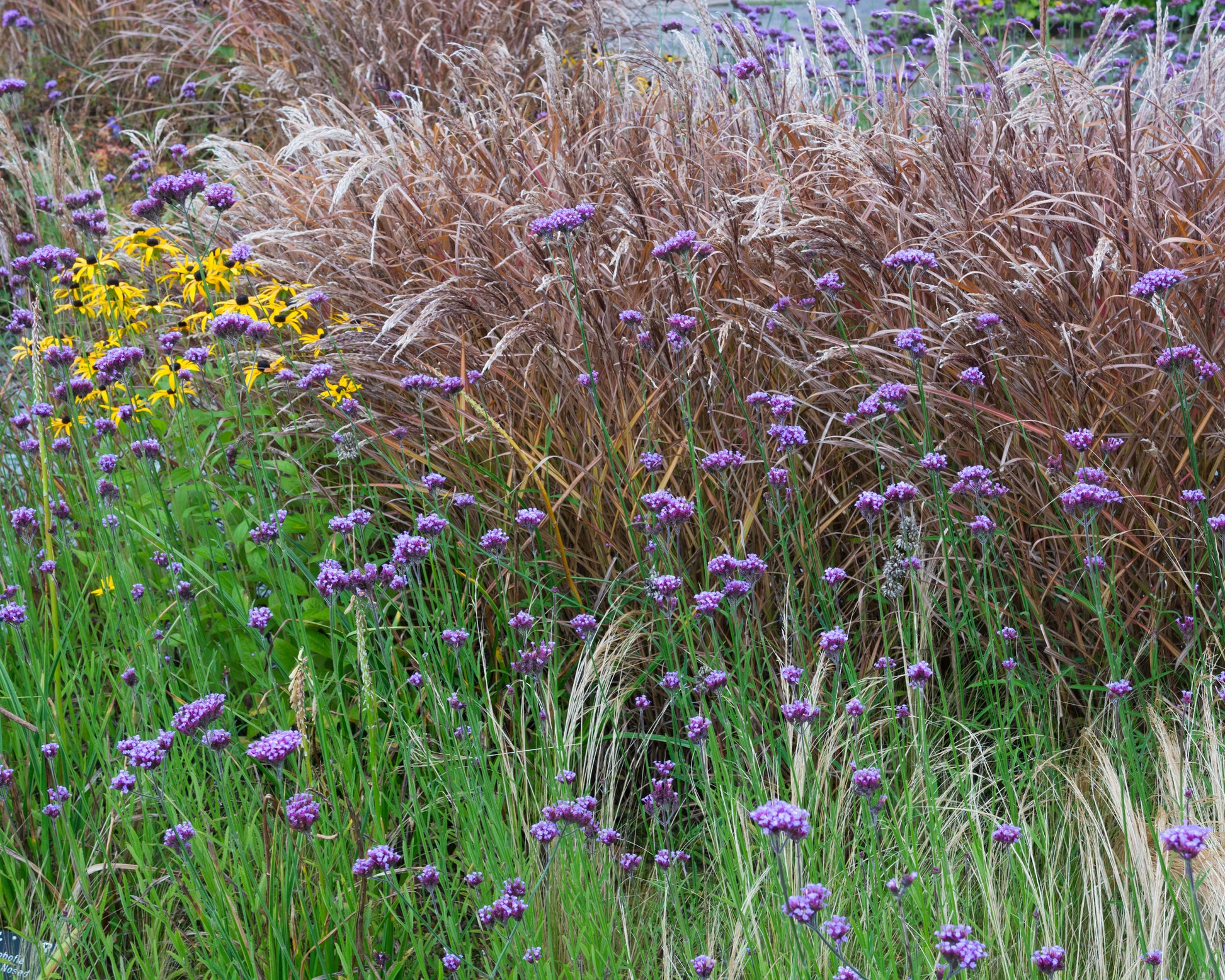 Verbena bonariensis | Buy purpletop vervain online at Farmer Gracy UK