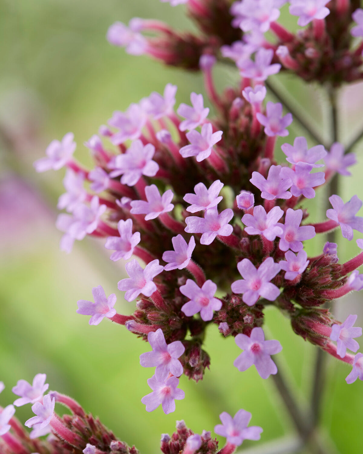 Verbena bonariensis 'Lollipop' — Buy dwarf purpletop vervain online at ...