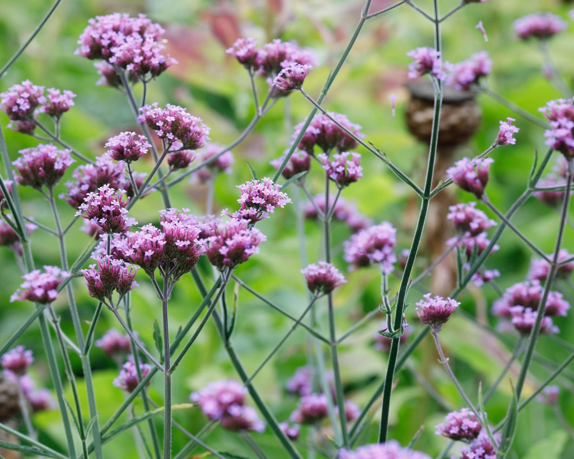 Verbena bonariensis 'Lollipop' — Buy dwarf purpletop vervain online at ...
