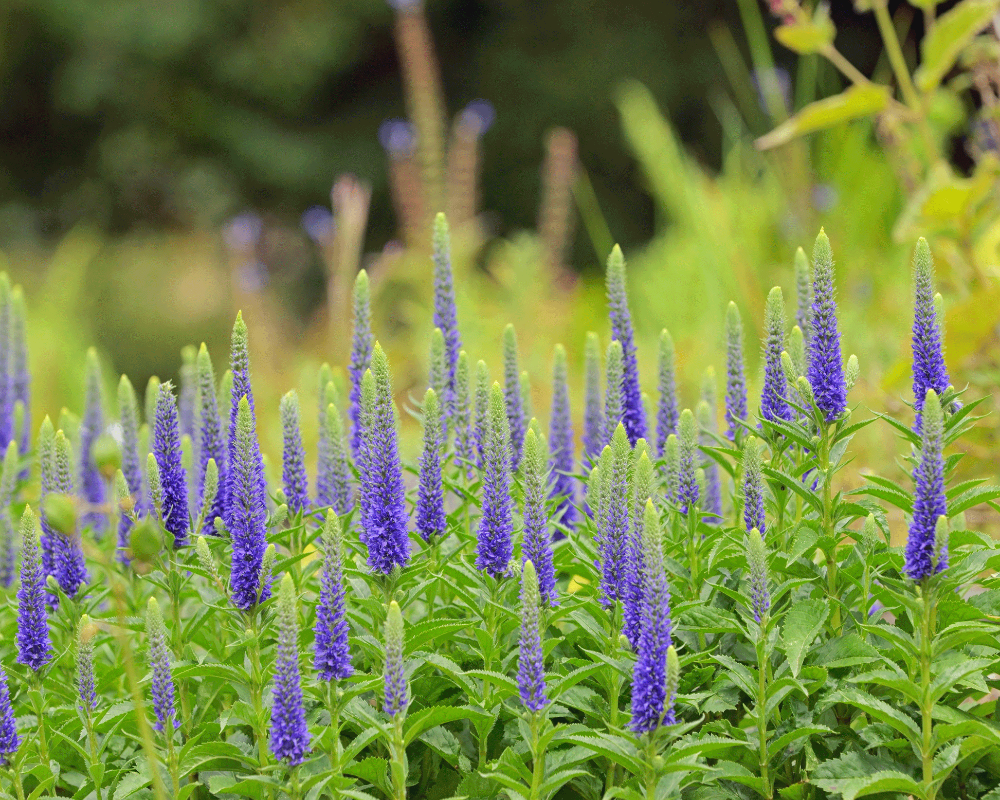 Veronica spicata 'Ulster Dwarf Blue' bare roots — Buy blue spike ...