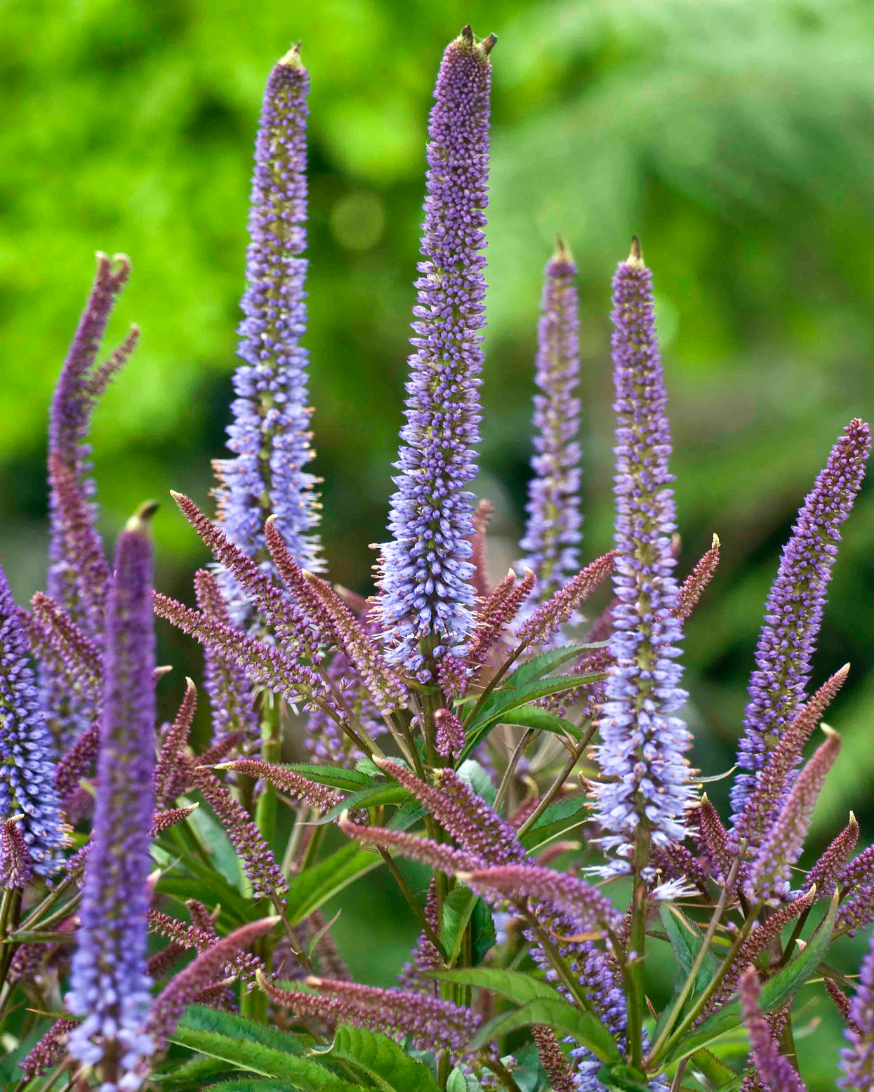 Veronicastrum virginicum 'Cupid' bare roots — Buy 'Culver's root' online at Farmer Gracy UK