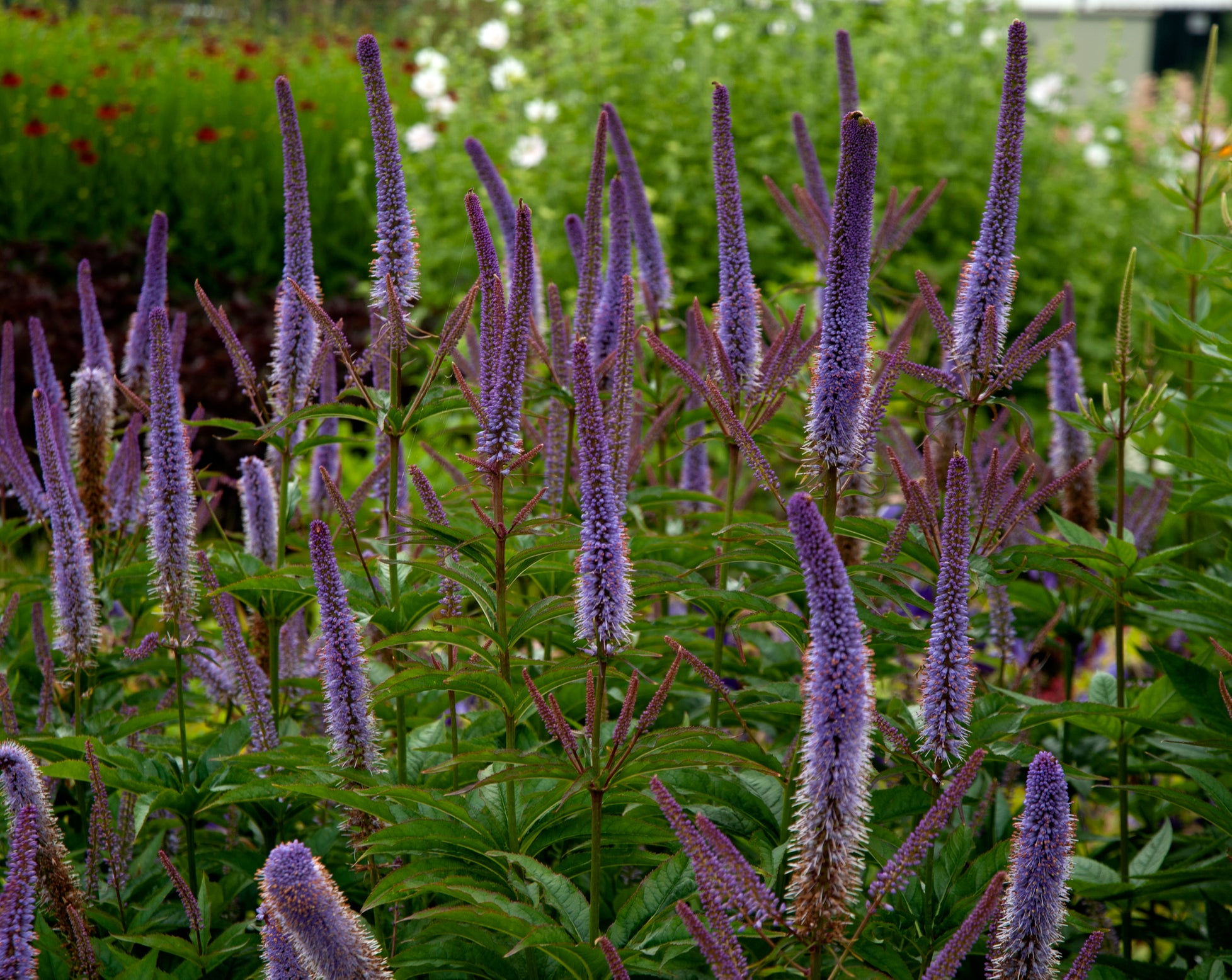 Veronicastrum virginicum 'Cupid' bare roots — Buy 'Culver's root ...